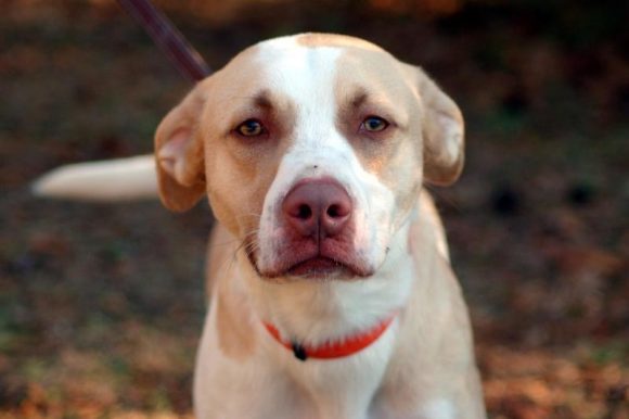 Extra Love Needed - Moore Humane Society