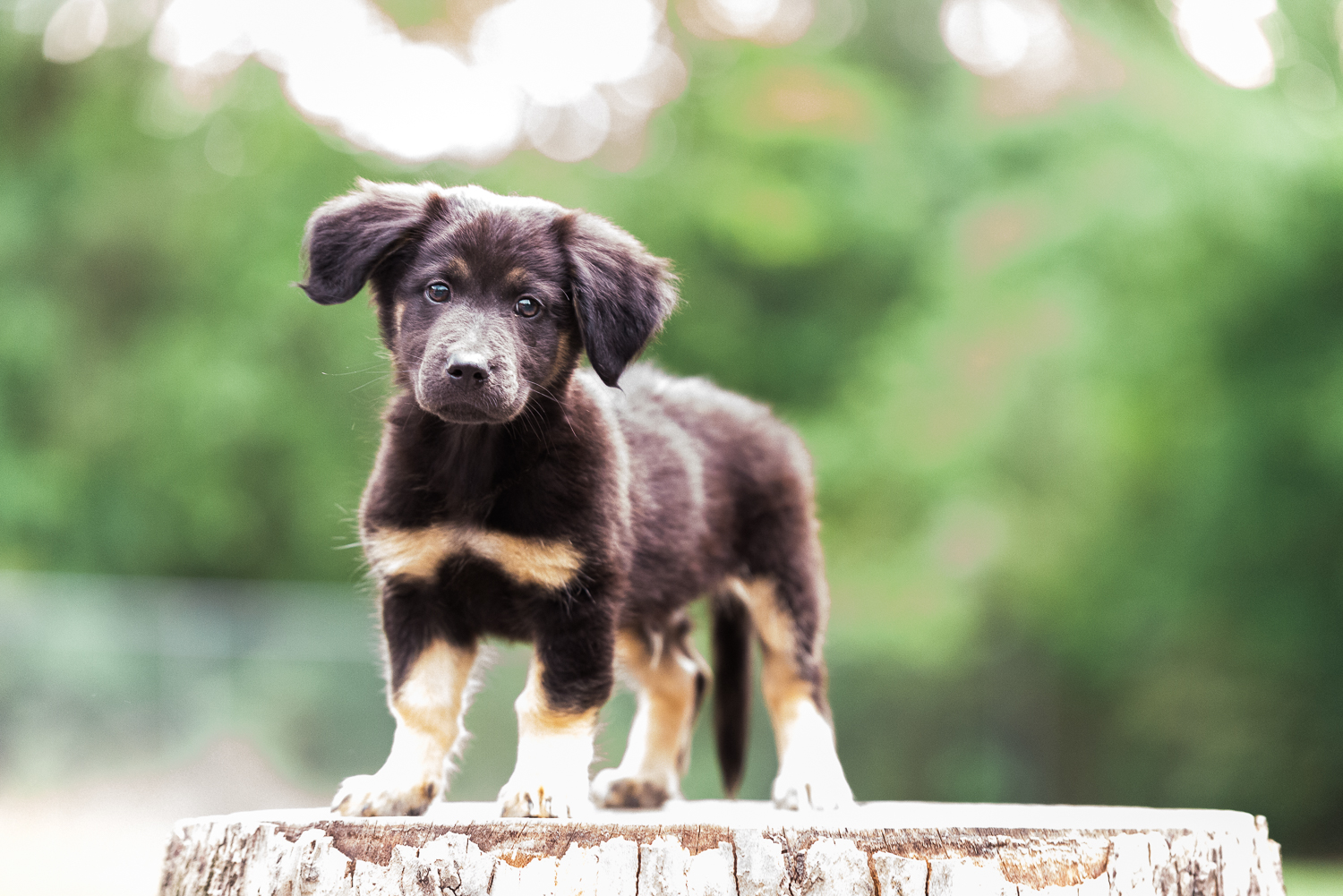 Shelter Policies - Moore Humane Society