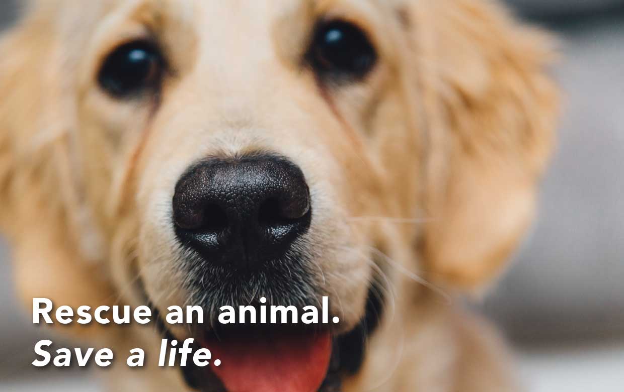 Home - Moore Humane Society