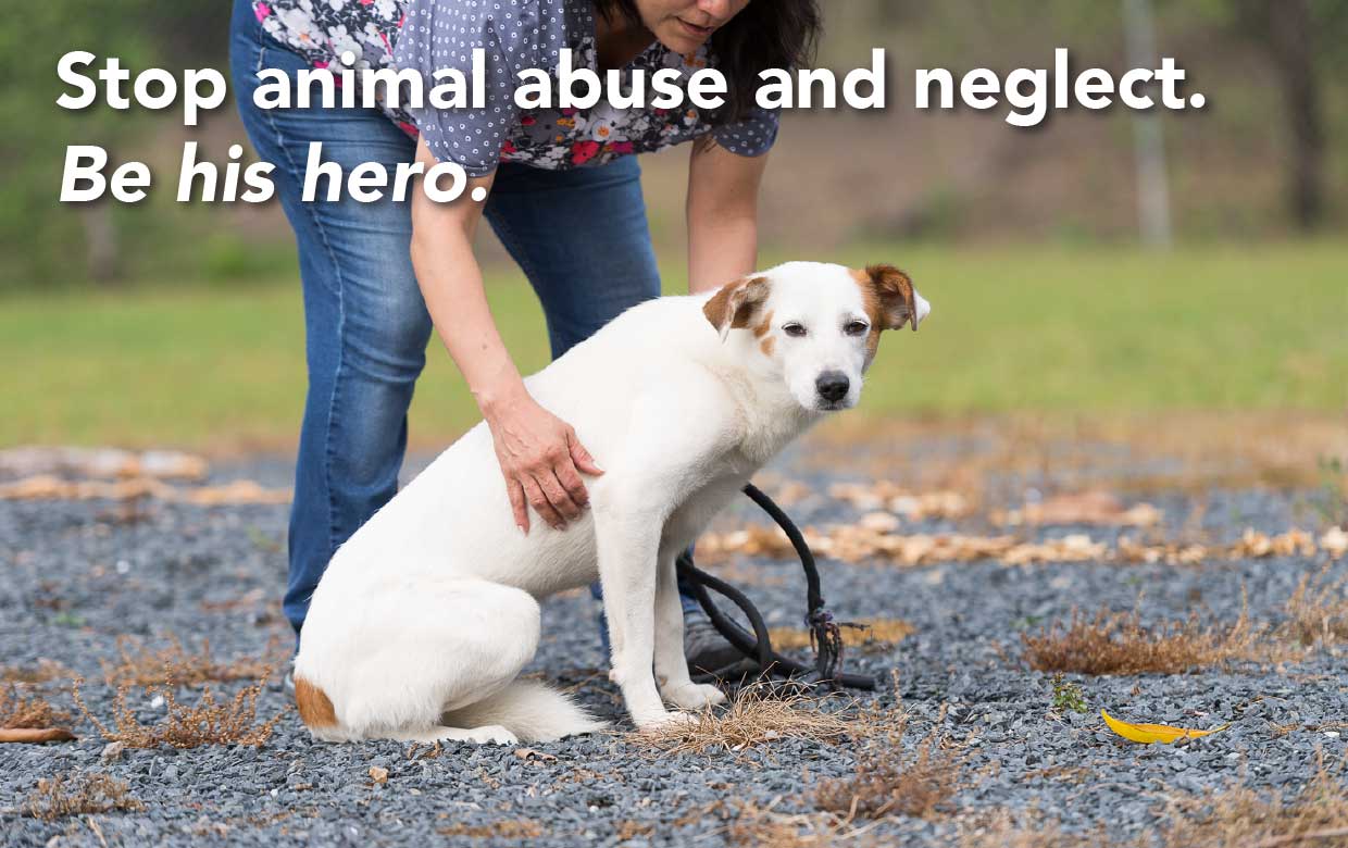 Home - Moore Humane Society