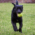 Give Today - Moore Humane Society