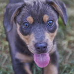 Give Today - Moore Humane Society