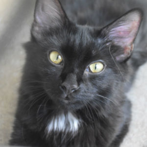 Home - Moore Humane Society