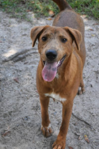 Adoptable Pets - Moore Humane Society