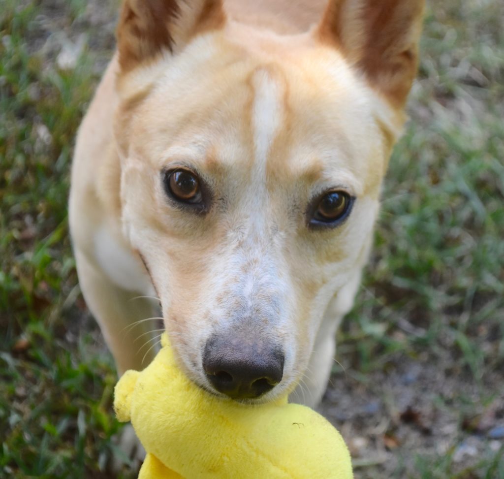 Adoptable Pets - Moore Humane Society