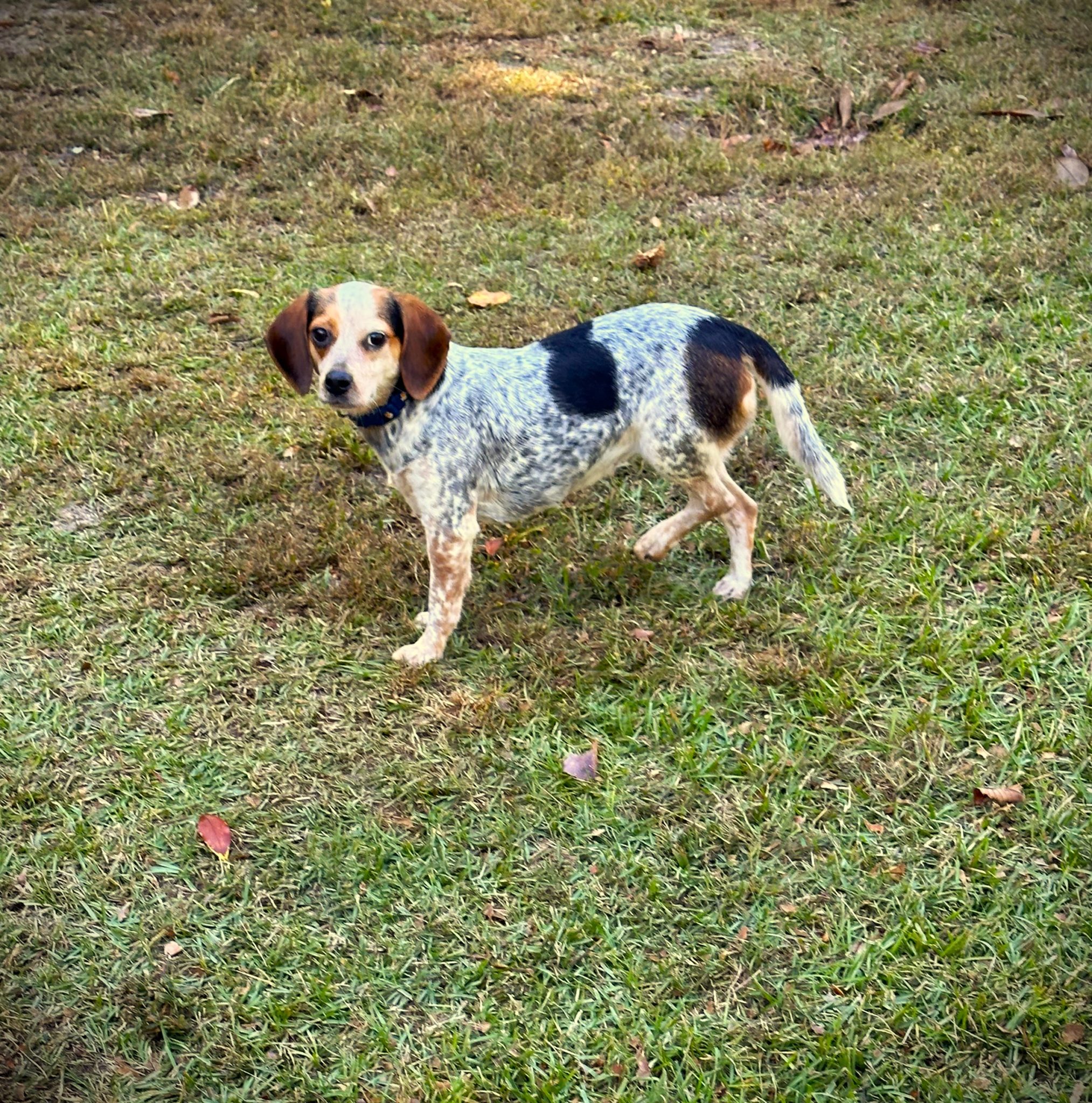 Extra Love Needed - Moore Humane Society